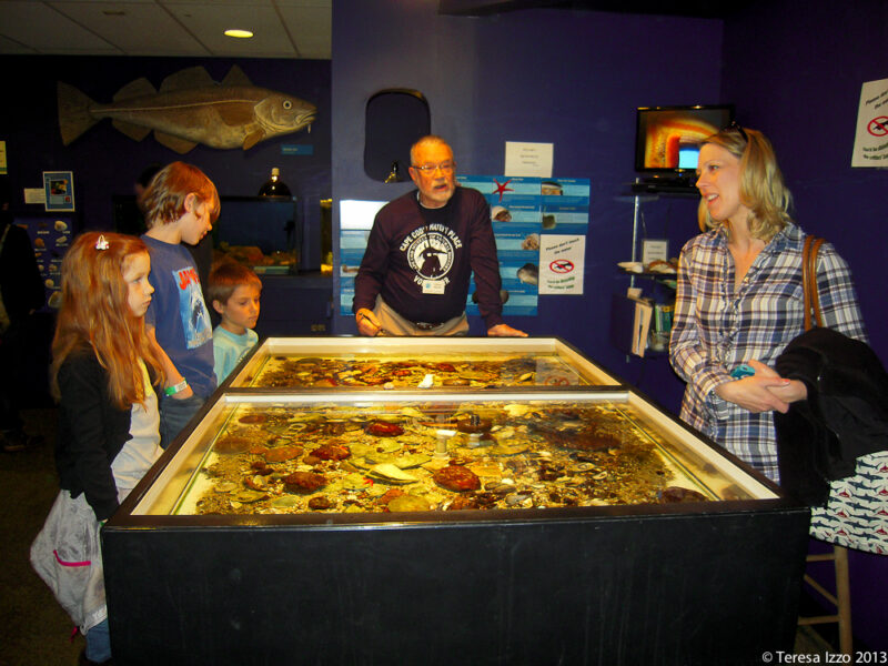 Winter Excursions on Cape Cod: The Museum Of Natural History - Bayside ...