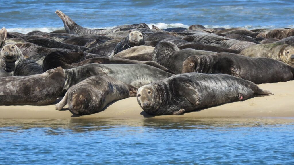 Cape Cod Seal Watching at its Best - Bayside Resort